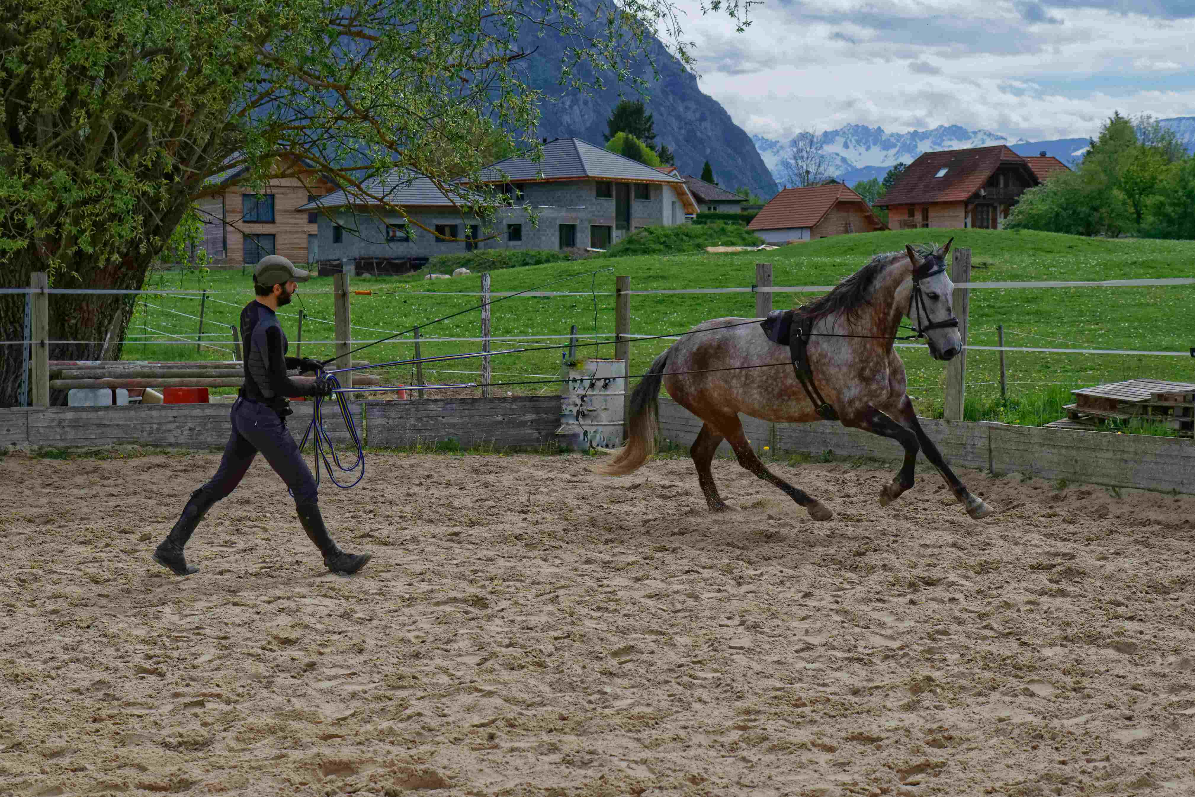 7 Conseils pour débuter les longues-rênes – Equitation classique