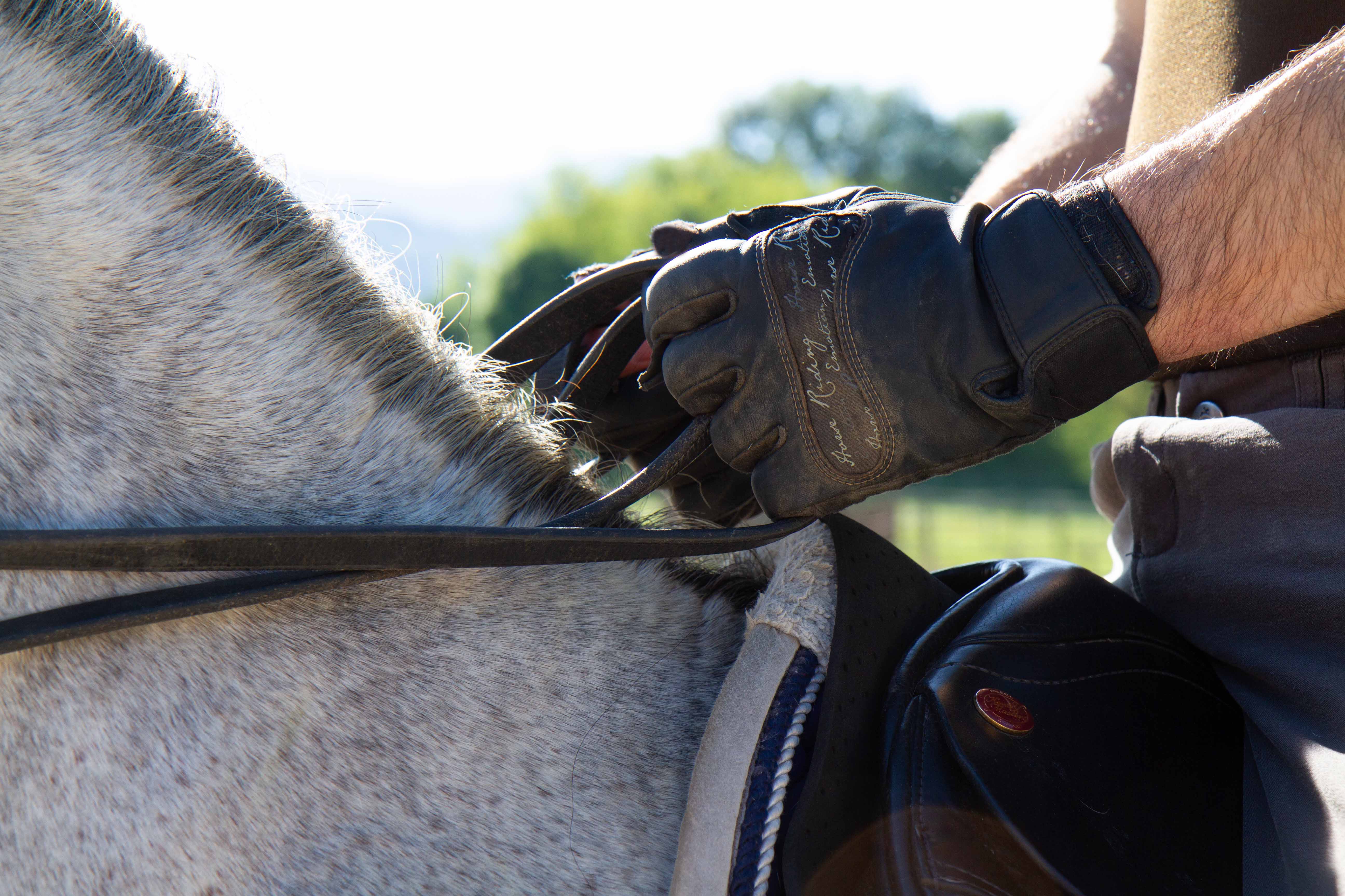 4 Conseils pour initier un cheval à l’utilisation de la bride ...